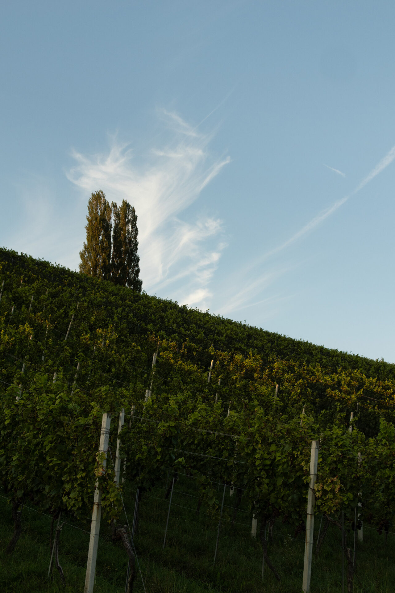 How to find us | Weingut Neumeister
